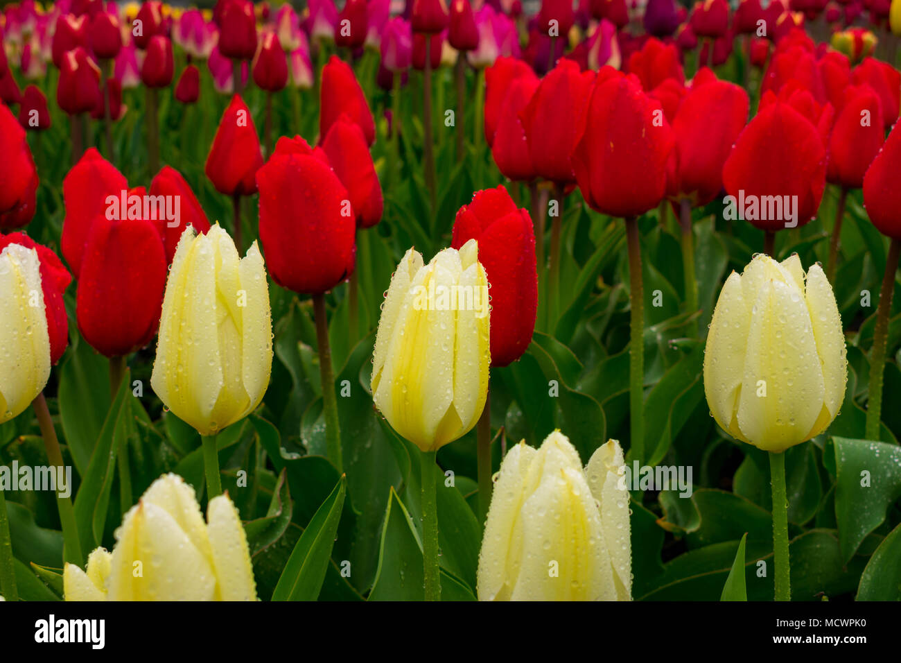 Magnificent tulips hi-res stock photography and images - Alamy