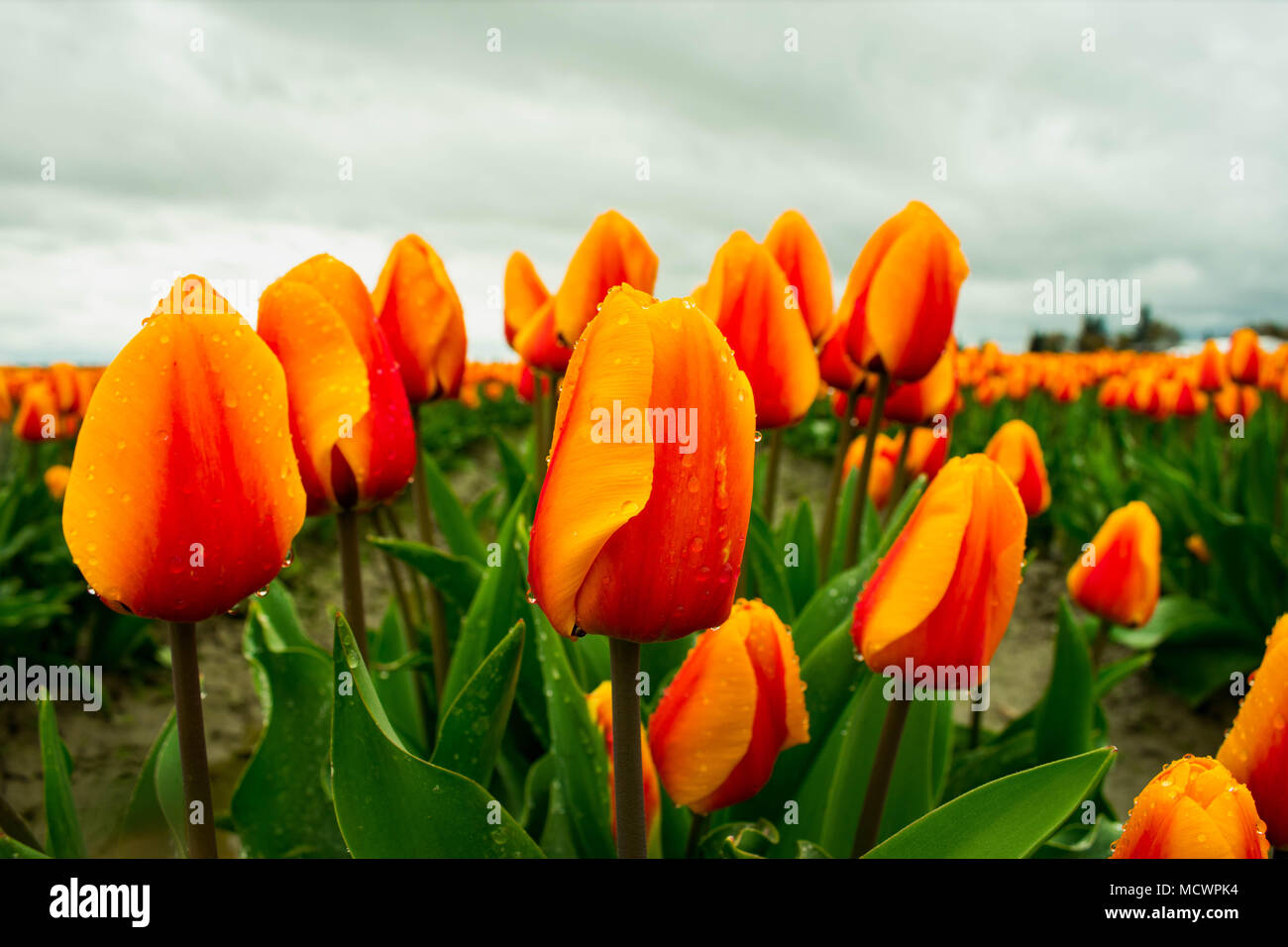 Deep pink tulips hi-res stock photography and images - Alamy