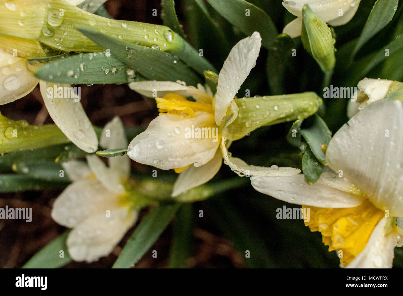 Rain covered flowers hi-res stock photography and images - Alamy