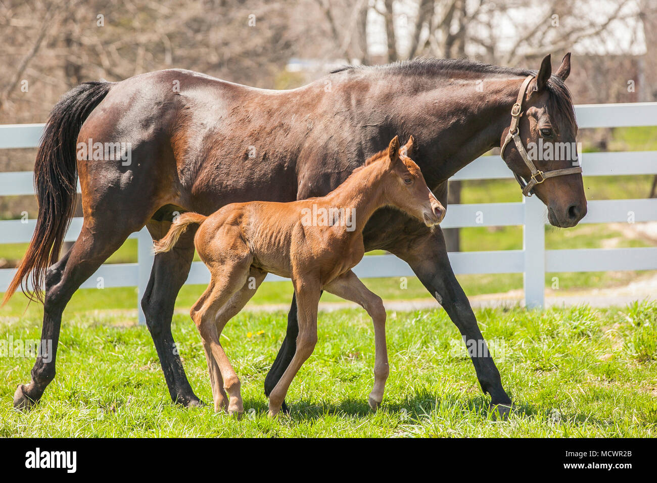 Chestnut filly hi-res stock photography and images - Alamy