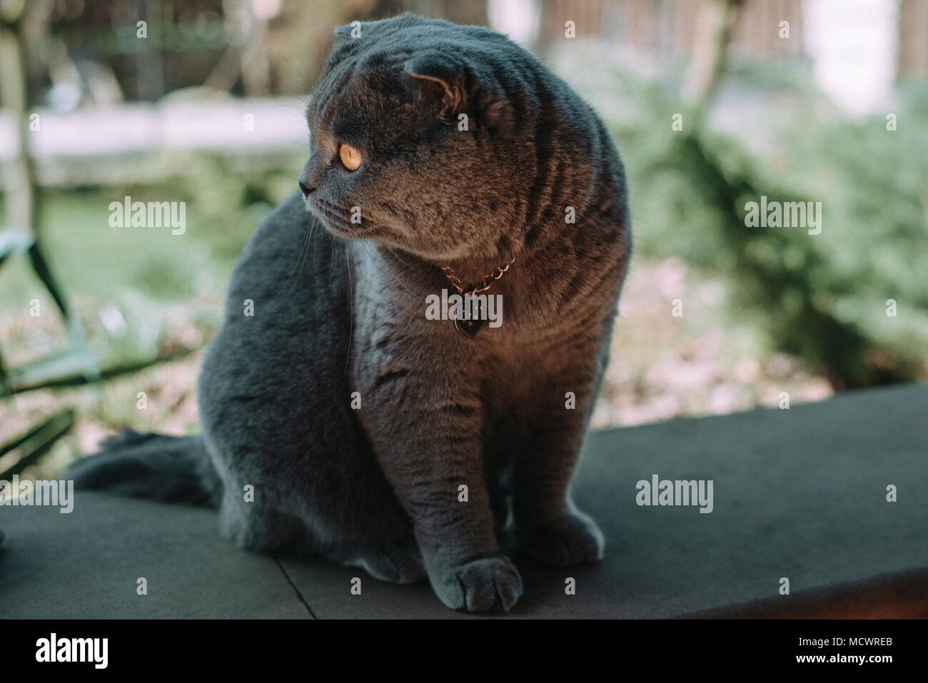 Cat Scotish Fold Stock Photo - Alamy