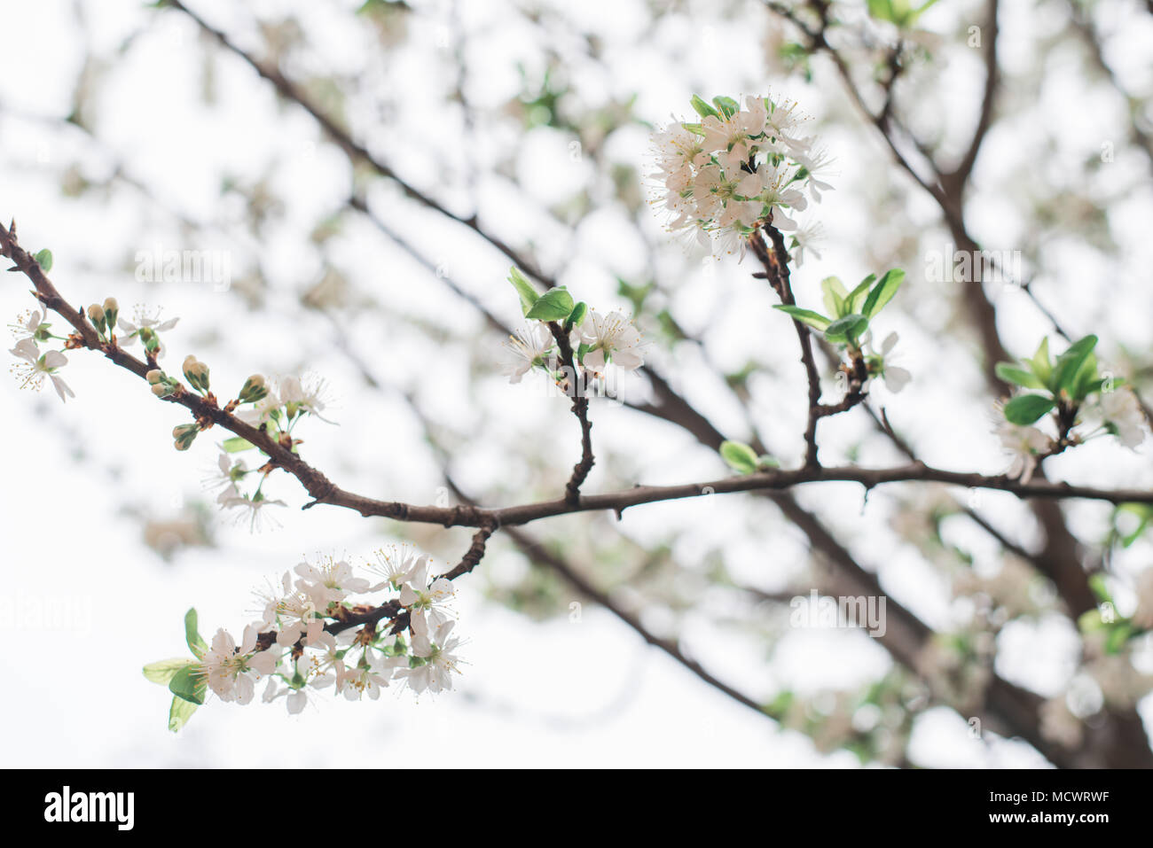 Looking amazing flowers hi-res stock photography and images - Alamy