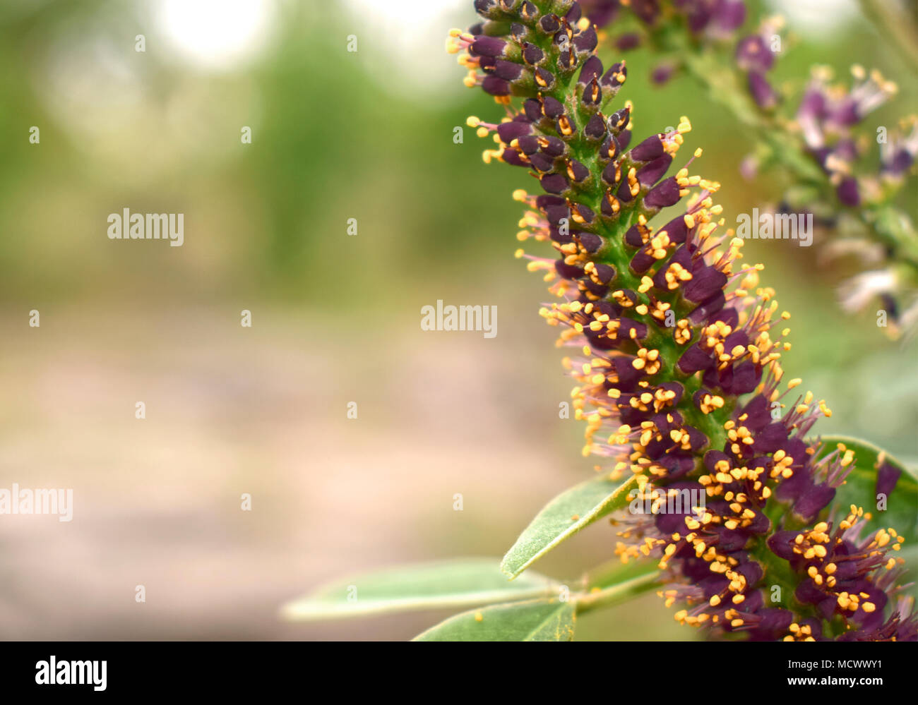 spring time in the country Stock Photo - Alamy