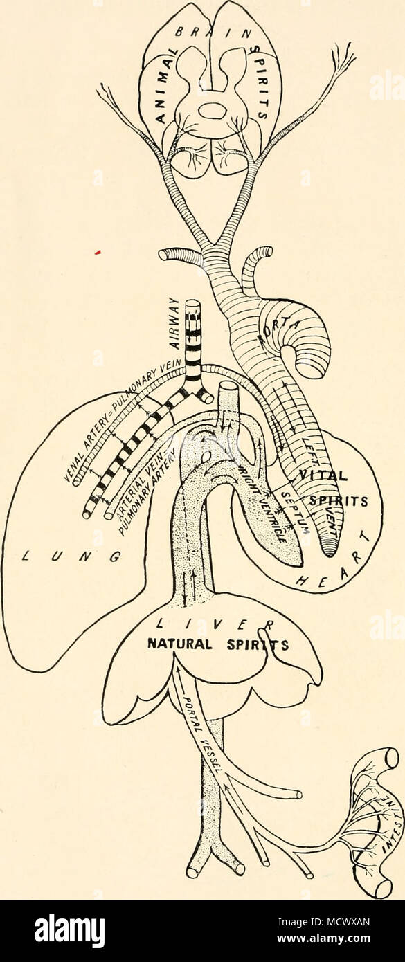 . DIAGRAM OF GALEN'S PHYSIOLOGICAL SYSTEM Stock Photo - Alamy