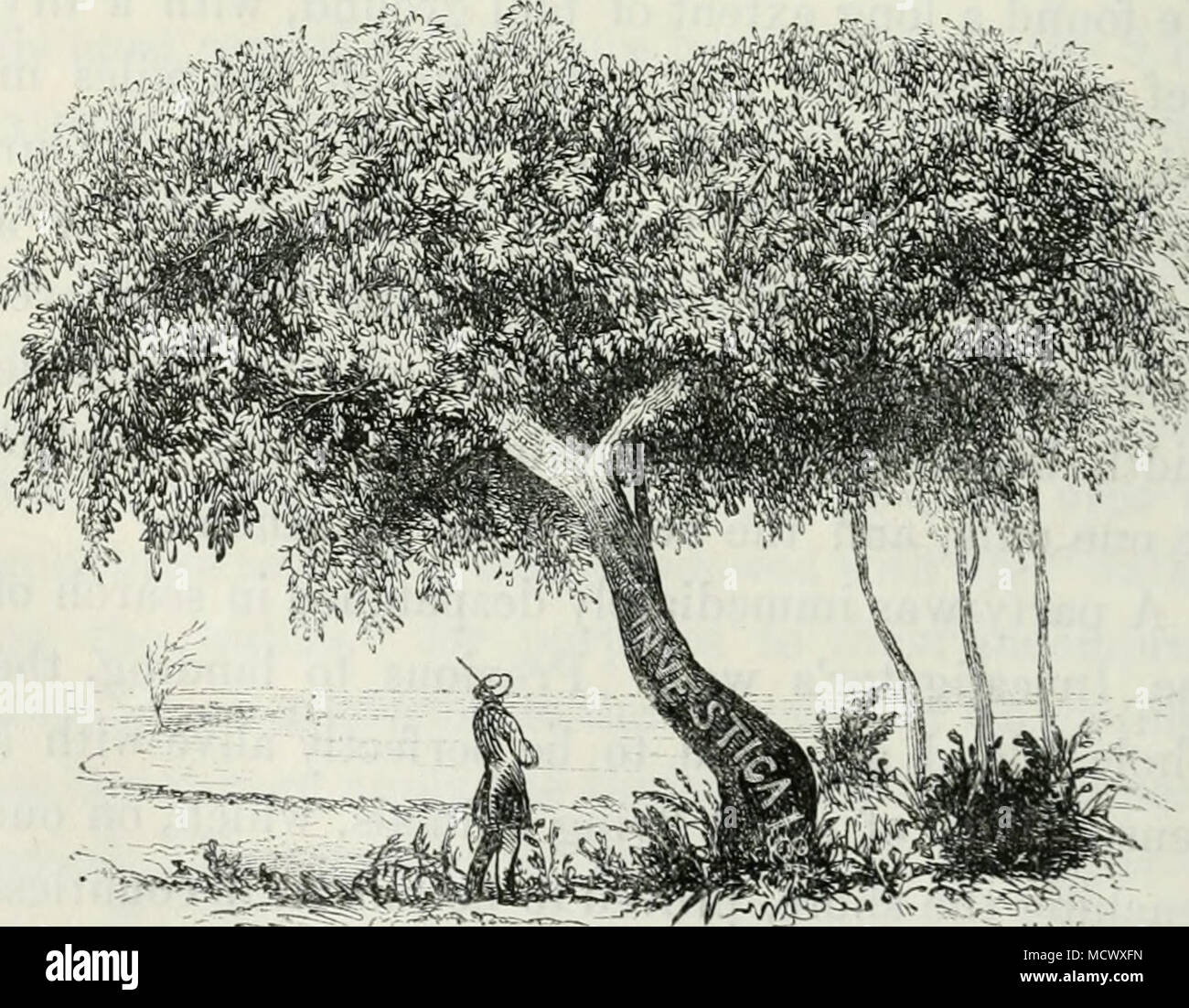 . Infcrestinp: tree Stock Photo - Alamy