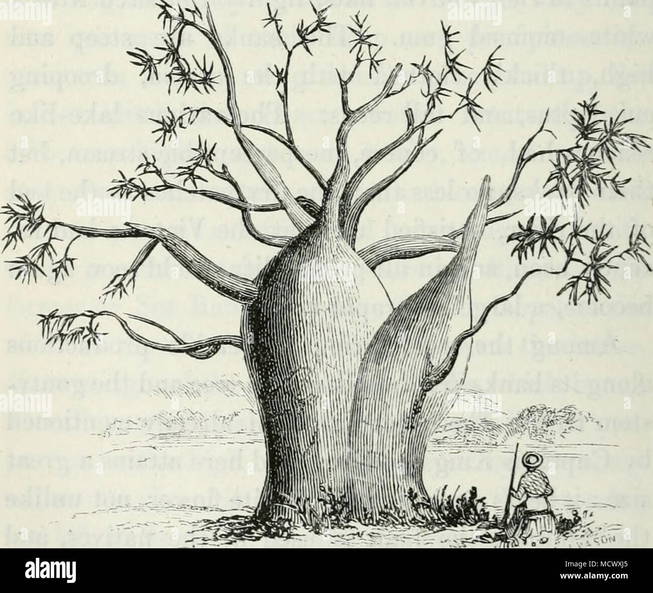 . Gouty-Stem Tree. * For description of this fruit, see Vol. I. p. 128 ...