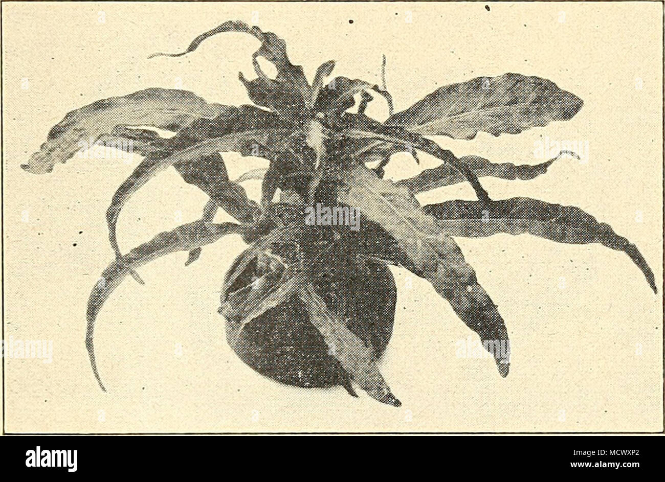 . Figure 25. Frenching causes narrow, strap-shaped leaves with ...