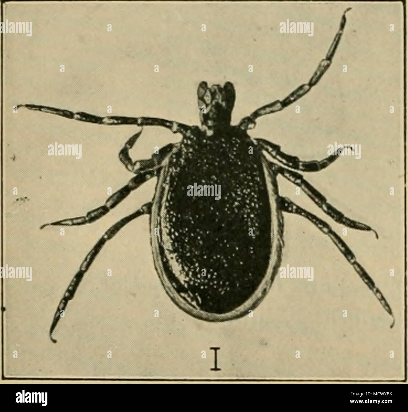 . Fig. 200.—Adult male of the grass tick. Length, ^th of 1 inch Stock ...