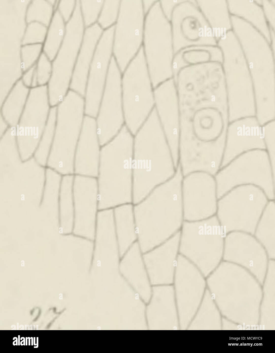 Jemi hi-res stock photography and images - Alamy