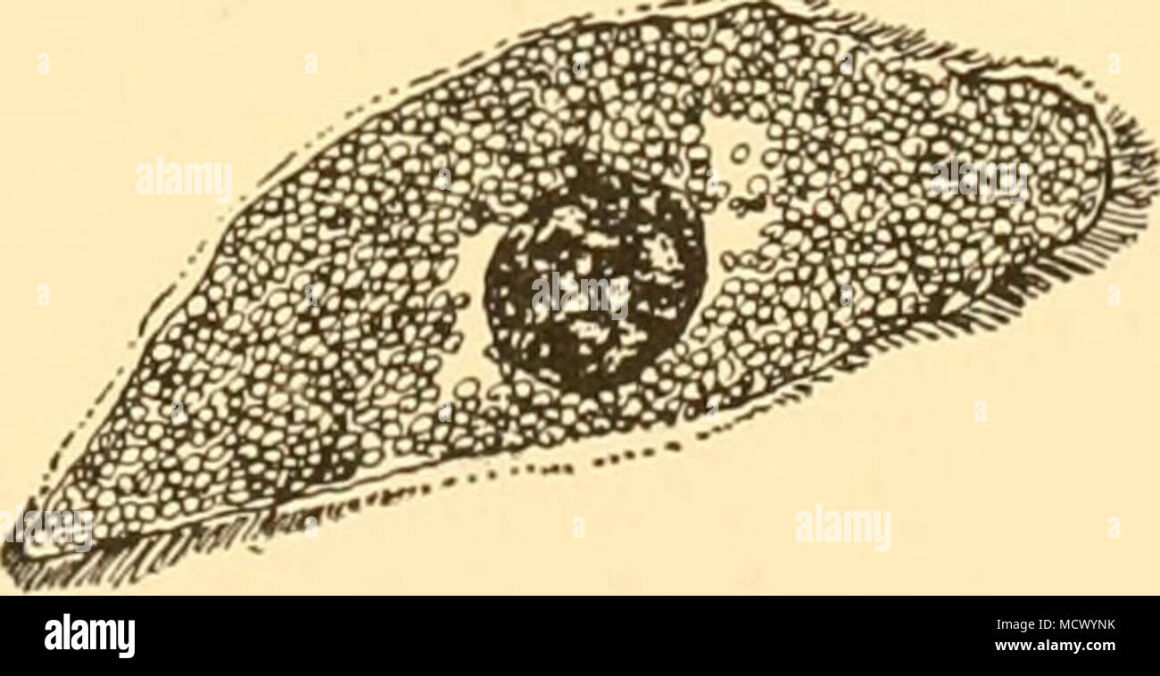 . Fig. 115. Ciliated protozoa in scar tissue. embedded in the skin it ...