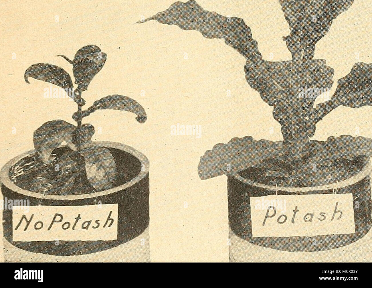 Recurved tips hi-res stock photography and images - Alamy