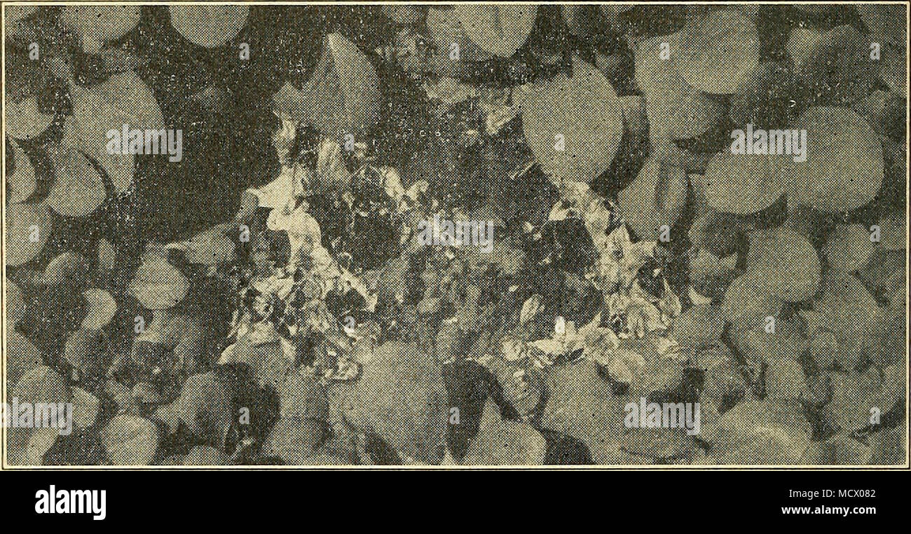 . Figure 5. A bedrot spot caused by the fungus Pythium aphanidermatum ...