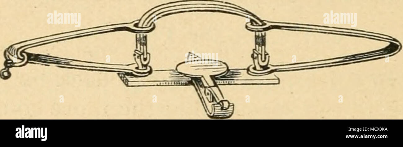 Skunk wolf hi-res stock photography and images - Alamy