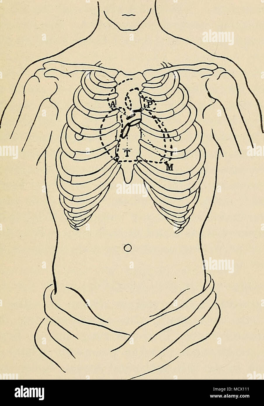 . Fig. 37. Diagram showing position of heart in cliest, position of ...