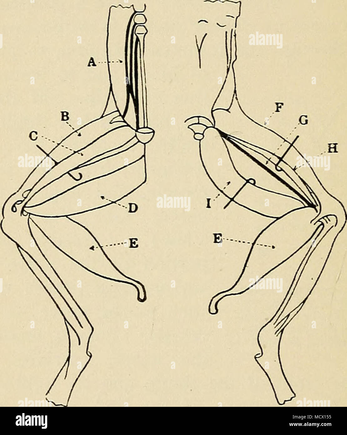 Gastrocnemius Muscle Frog