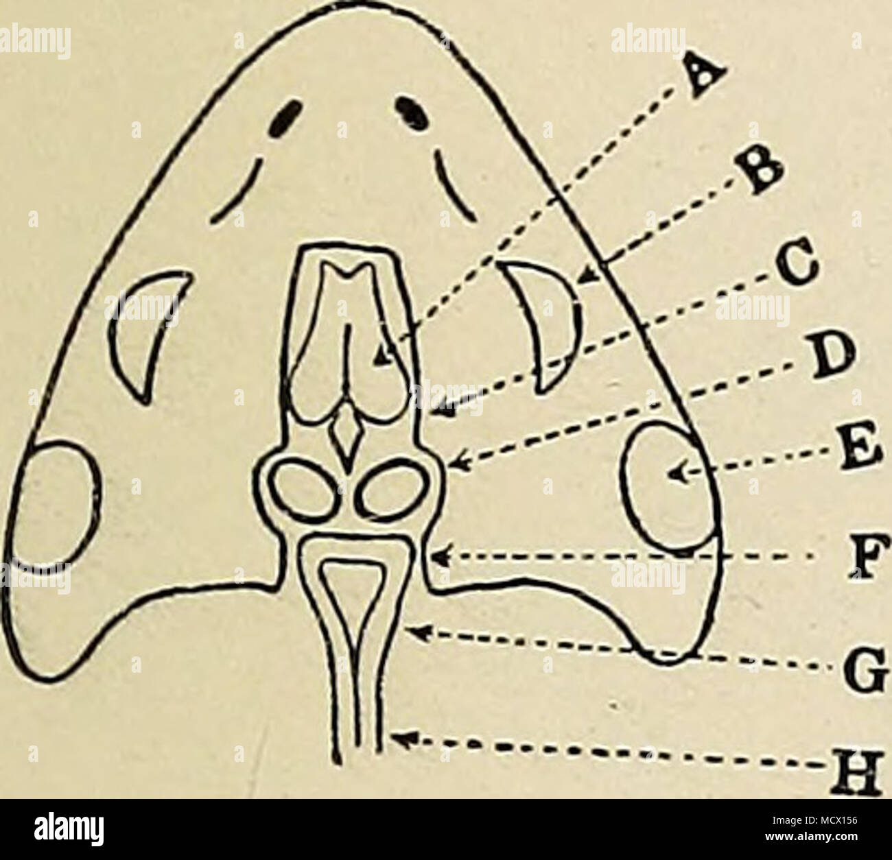 . Arrange the induction apparatus for tetanizing current, and connect a ...