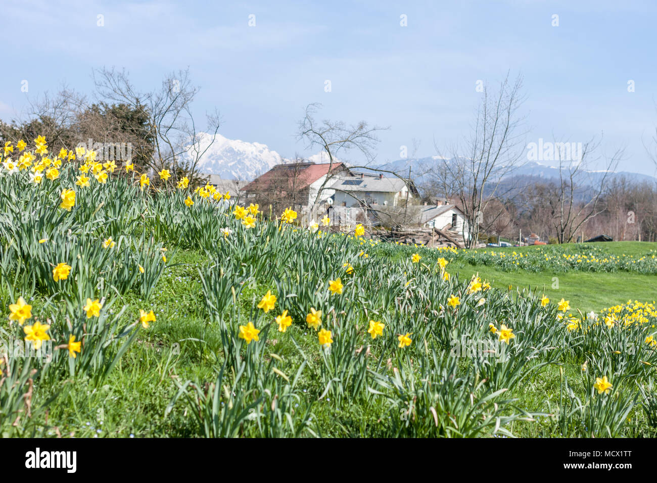 spring landscape with bright yellow narcissus Stock Photo - Alamy