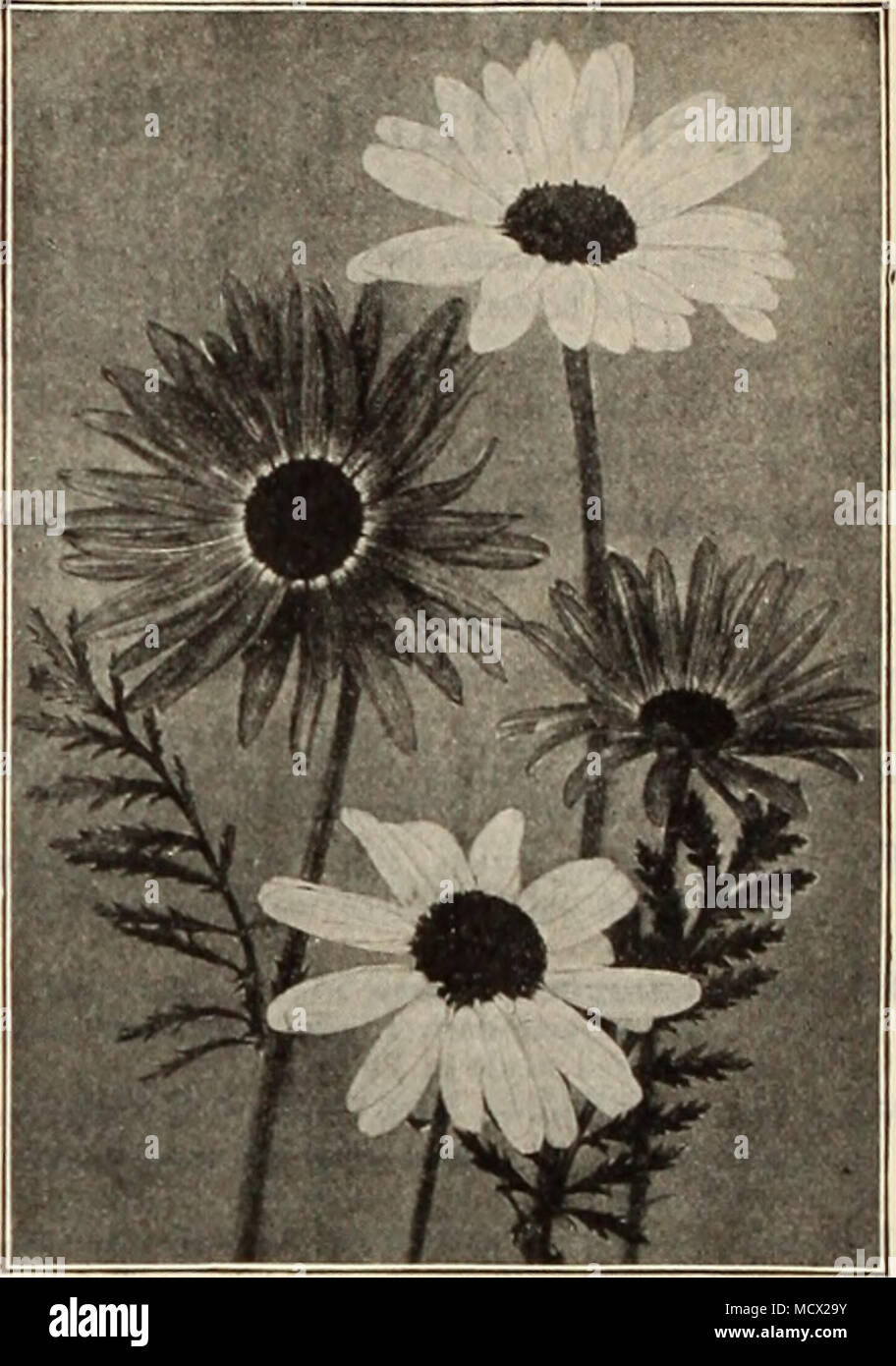 . Pyrethri'm HvnitlDUM. PL,ATYCODON (BaUoon Rower, or Japane.e Bell ...