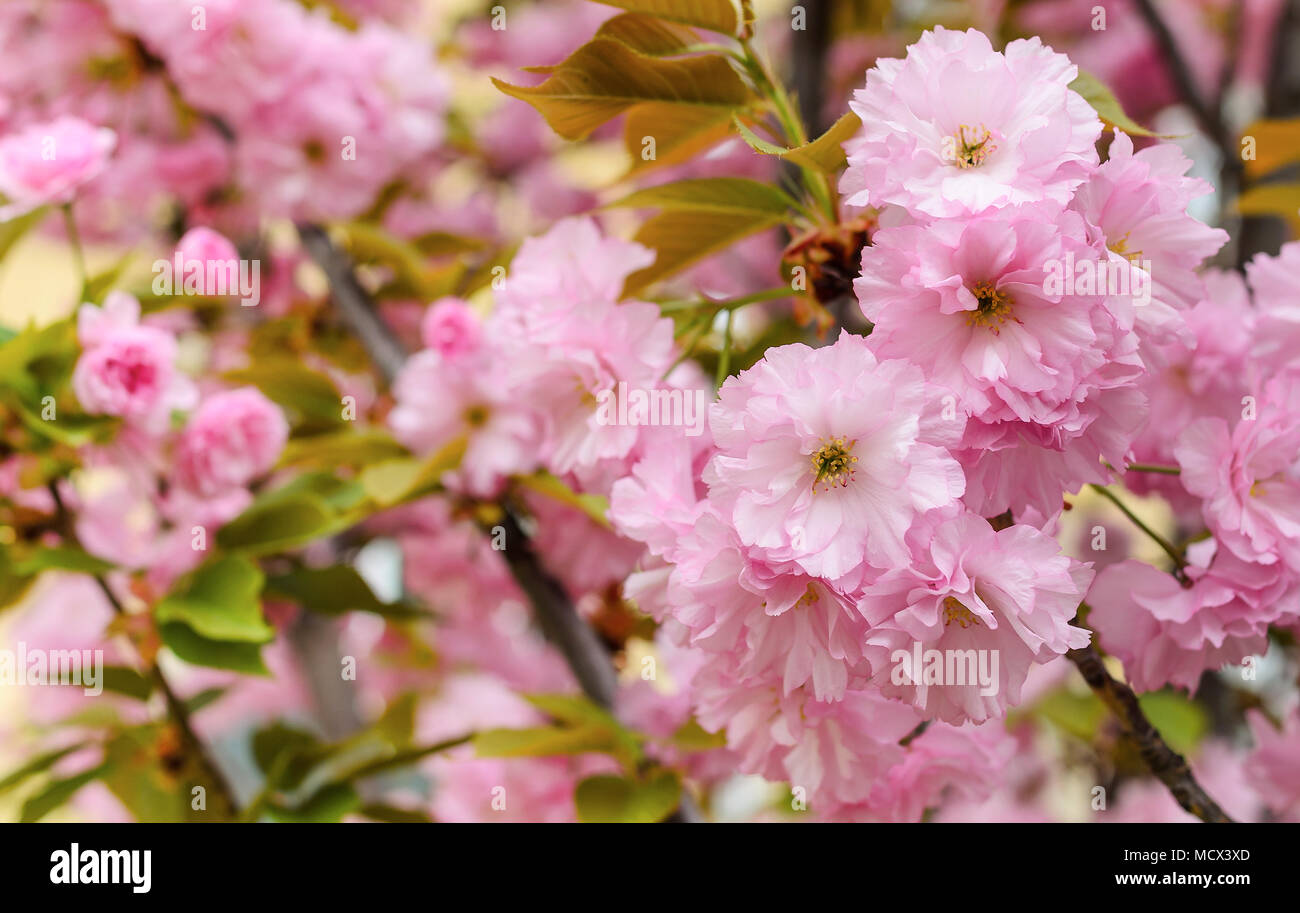 Beautiful sakura cherry blossom tree hi-res stock photography and ...