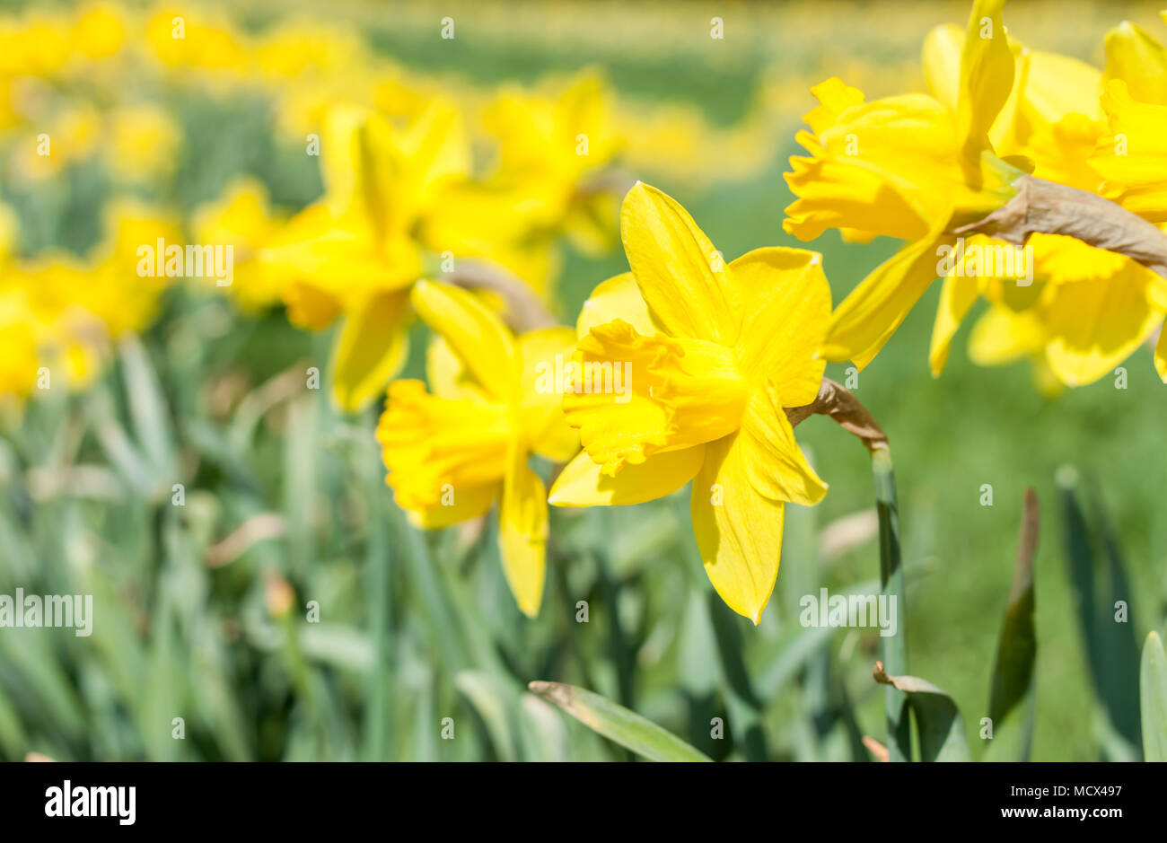 Daffodils background hi-res stock photography and images - Alamy