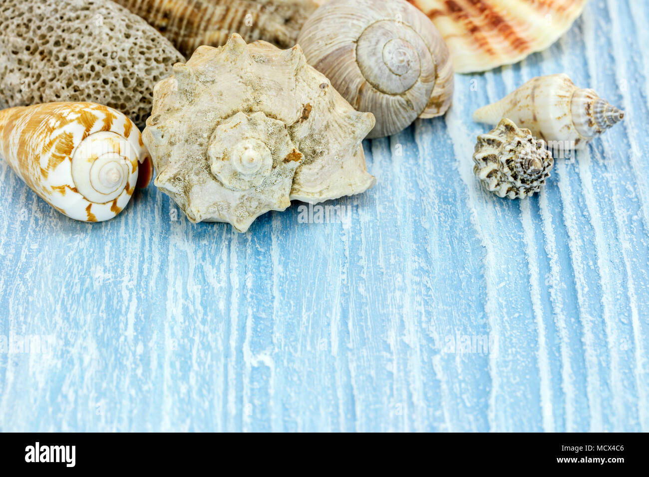 colorful seashells on blue rustic wooden background with copy space ...