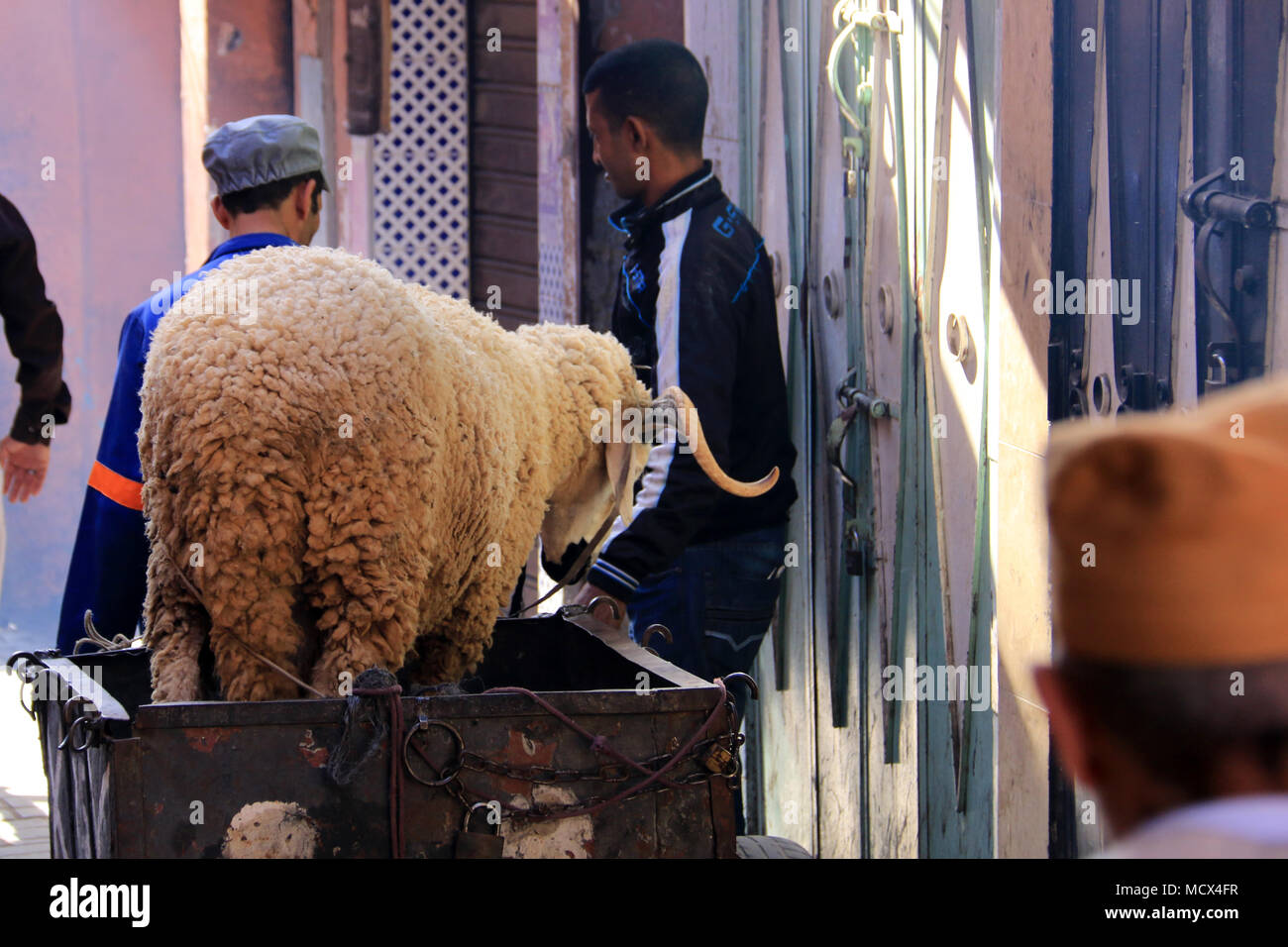 Transported to market hi-res stock photography and images - Alamy