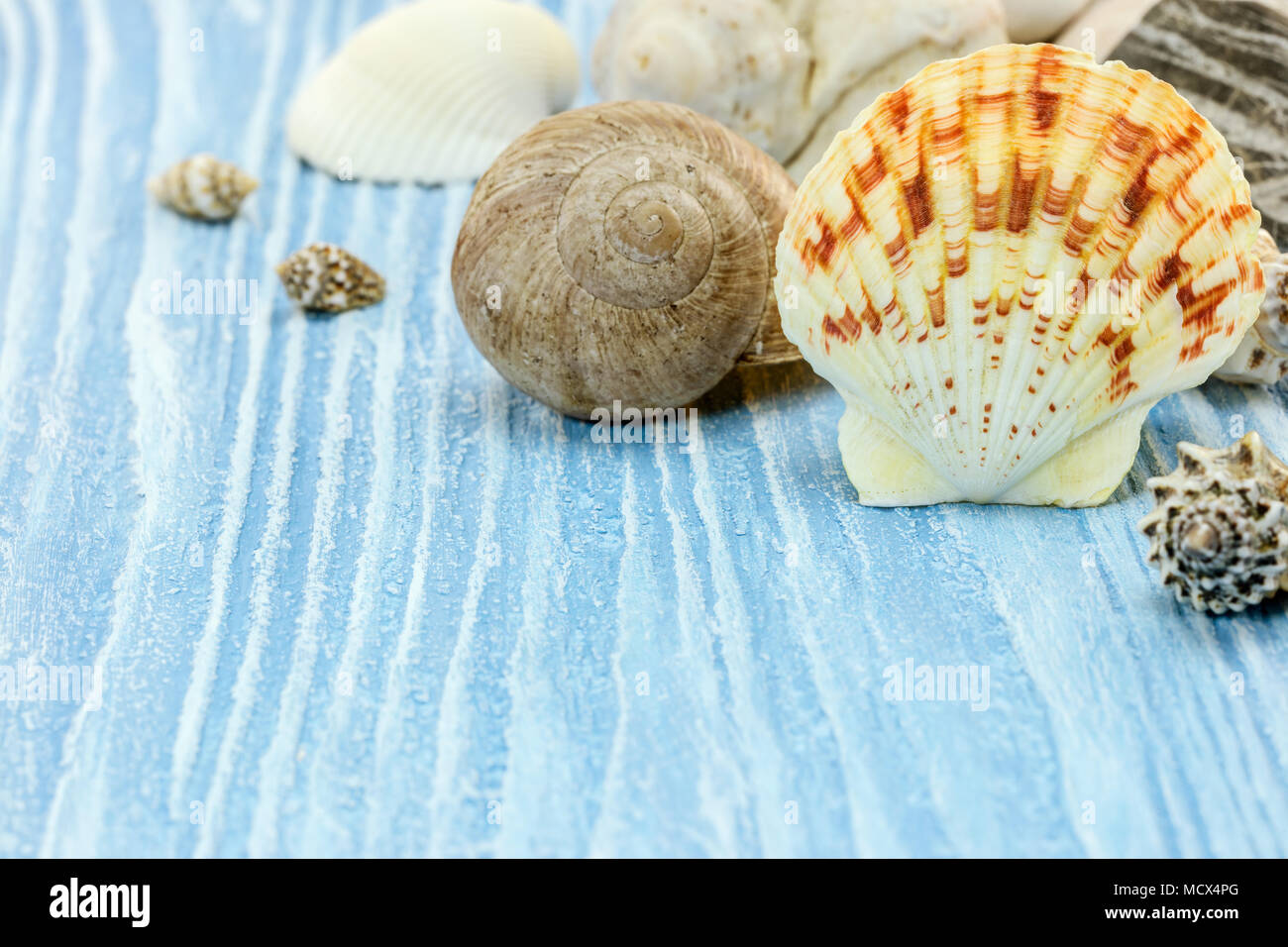 seashells on wooden blue painted boards. background summer holiday ...