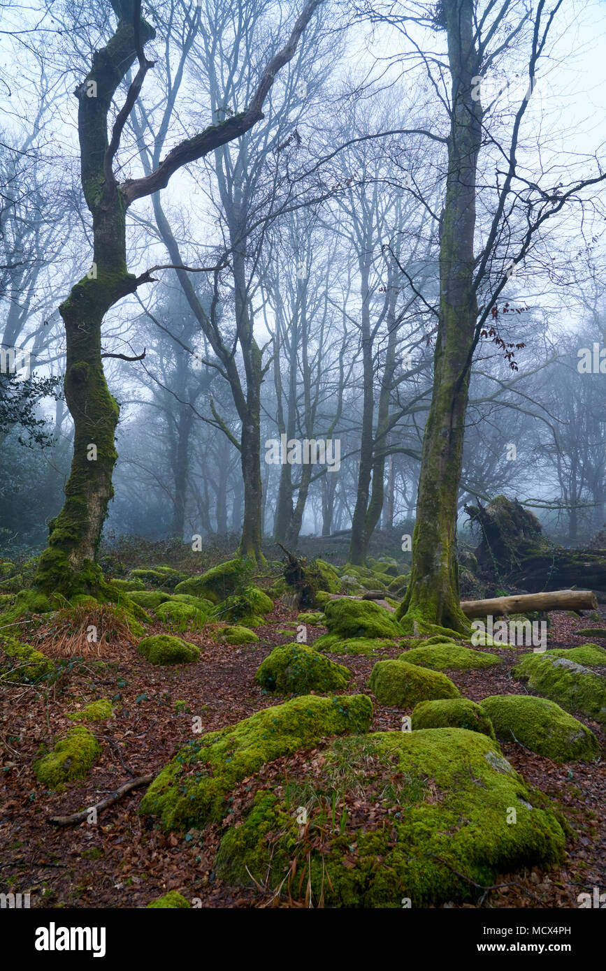 Cornwall countryside woods hi-res stock photography and images - Alamy
