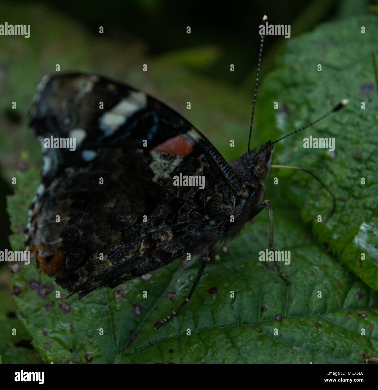 Butterfly mimicry nature hi-res stock photography and images - Alamy