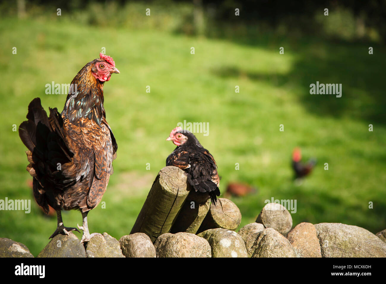 Brood of free range bantam chickens roam in a small holding Stock Photo ...