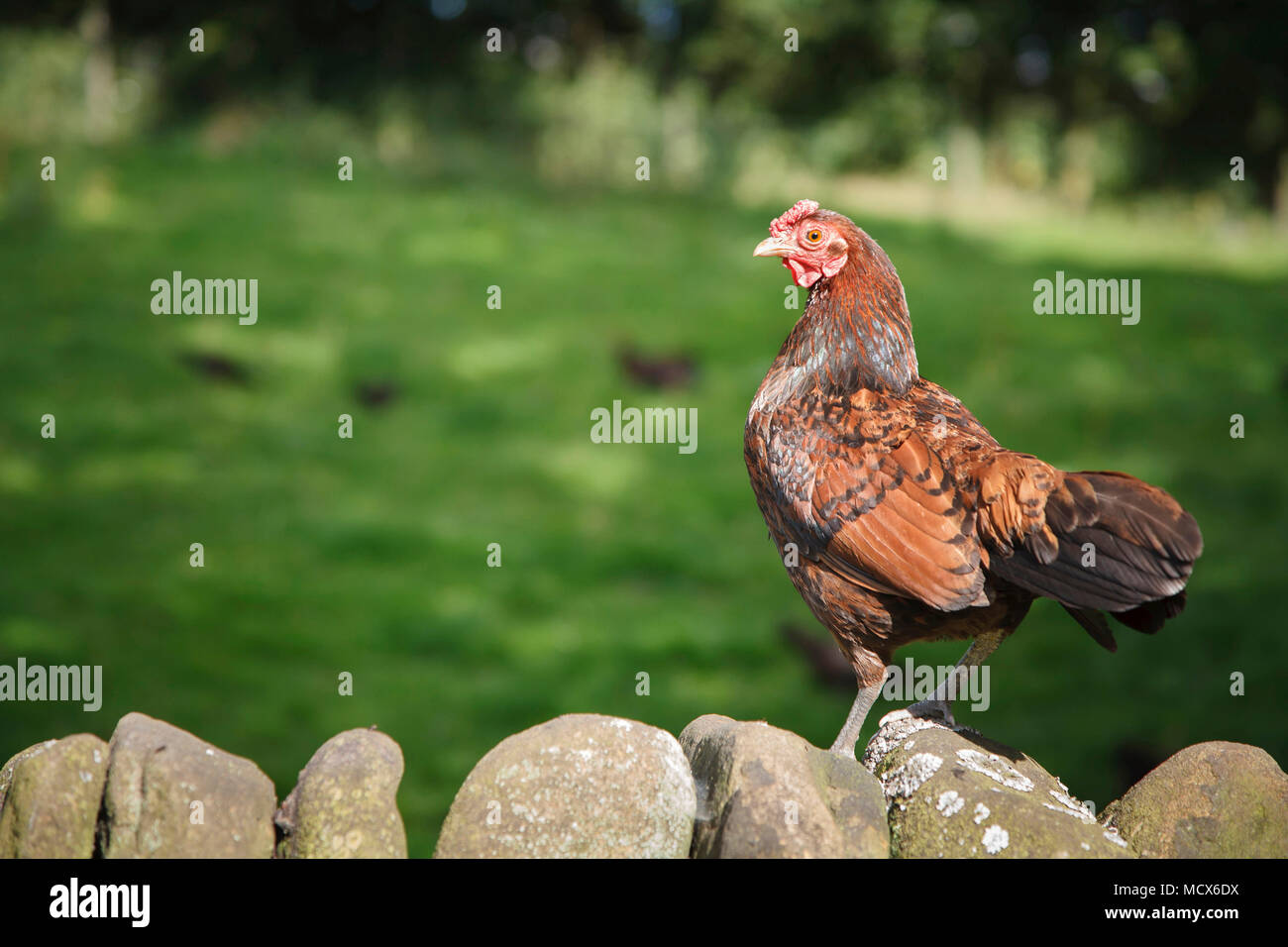 Bantam chicken farm hi-res stock photography and images - Alamy