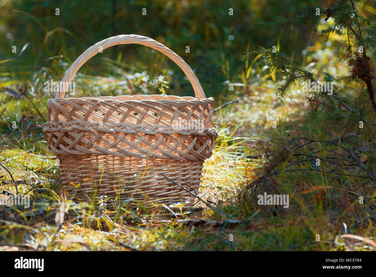 The empty wicker basket standing in green forest Stock Photo - Alamy