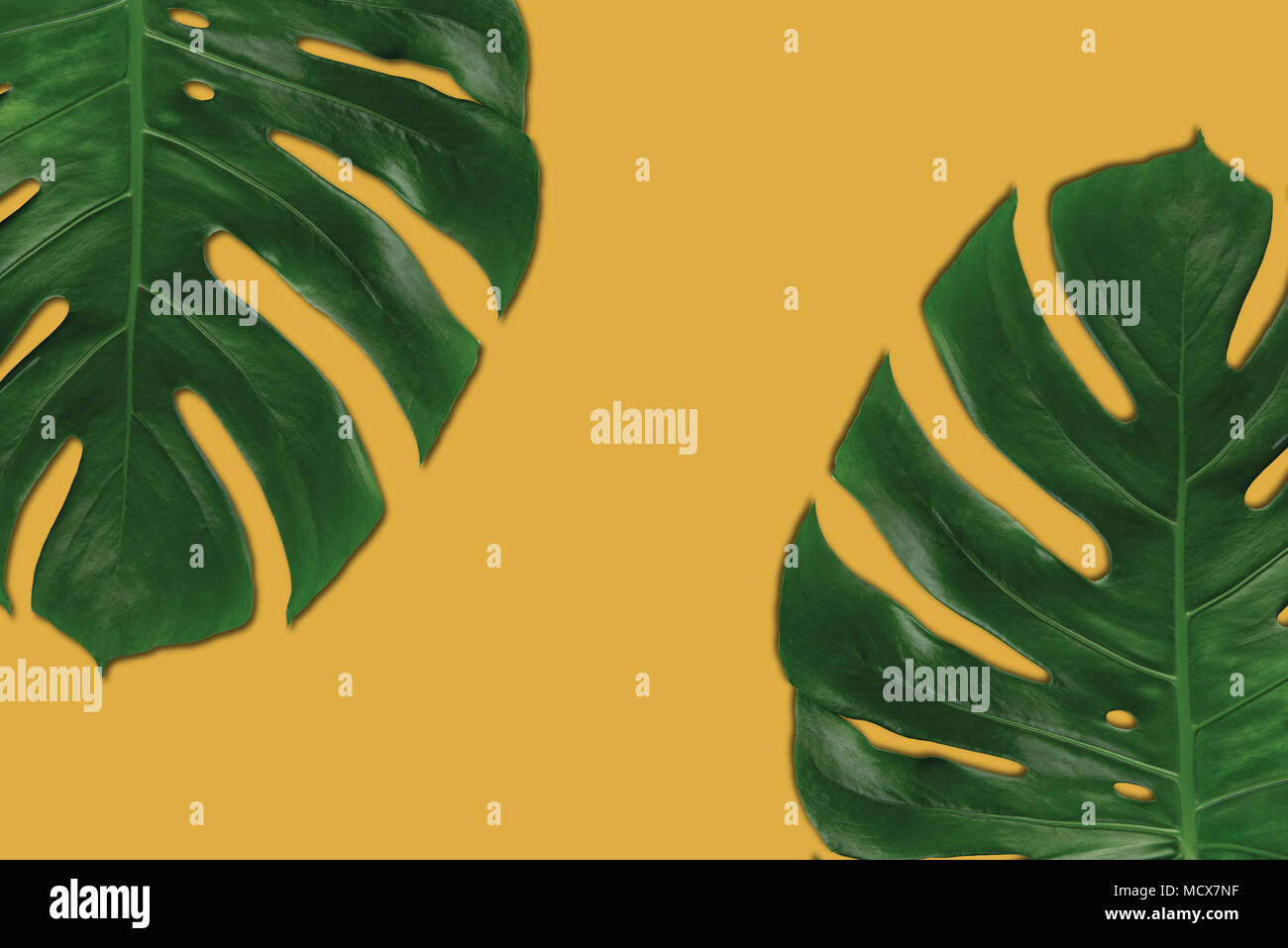 Tropical leaves on a solid color background Stock Photo - Alamy