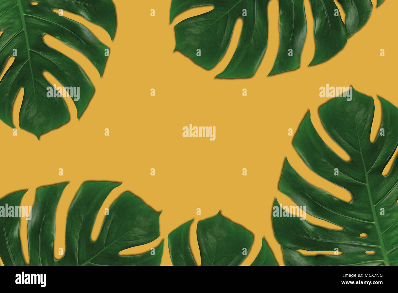 Tropical leaves on a solid color background Stock Photo - Alamy