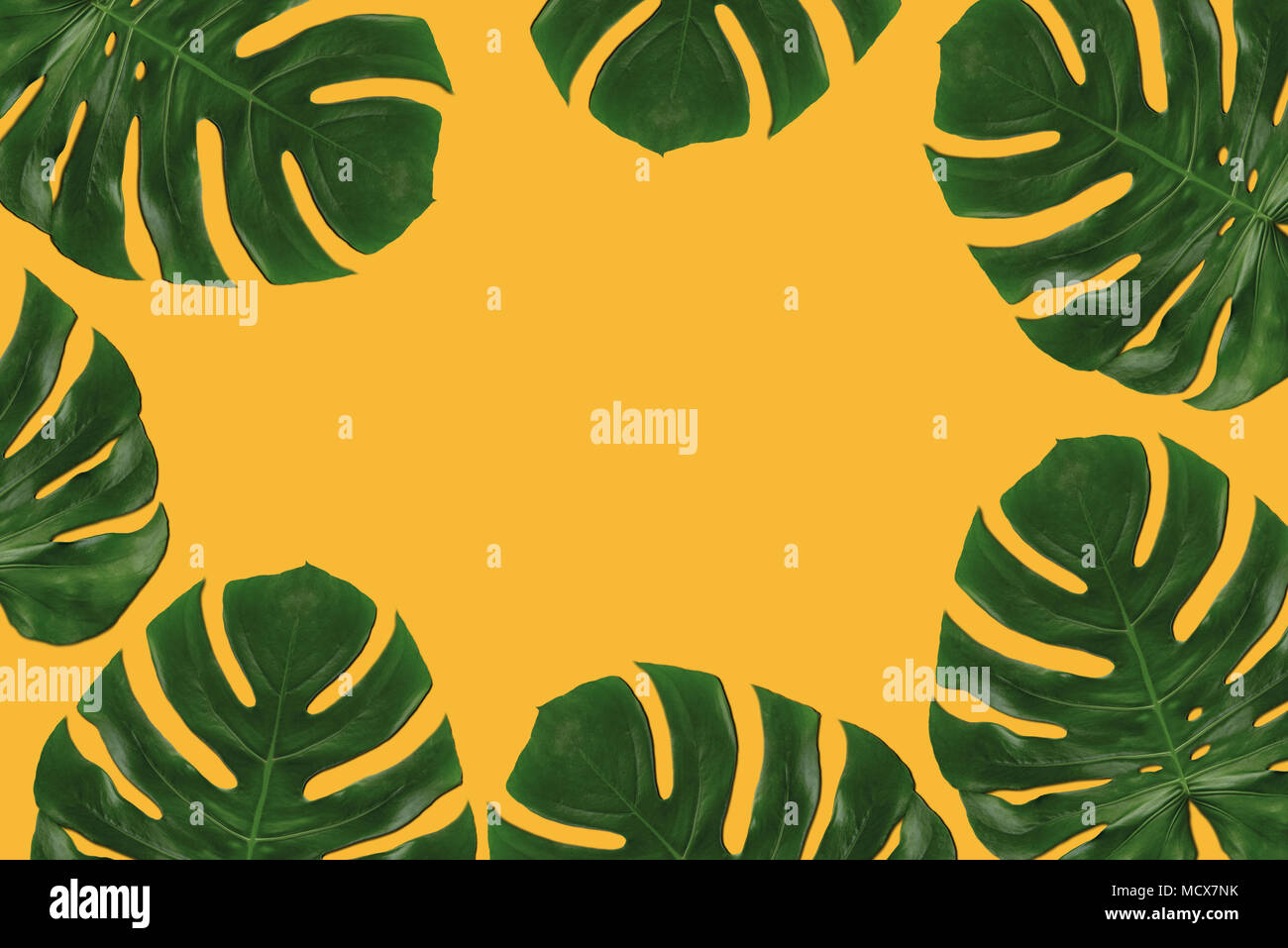 Tropical leaves on a solid color background Stock Photo - Alamy