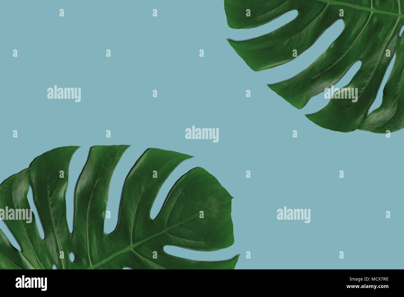 Tropical leaves on a solid color background Stock Photo - Alamy
