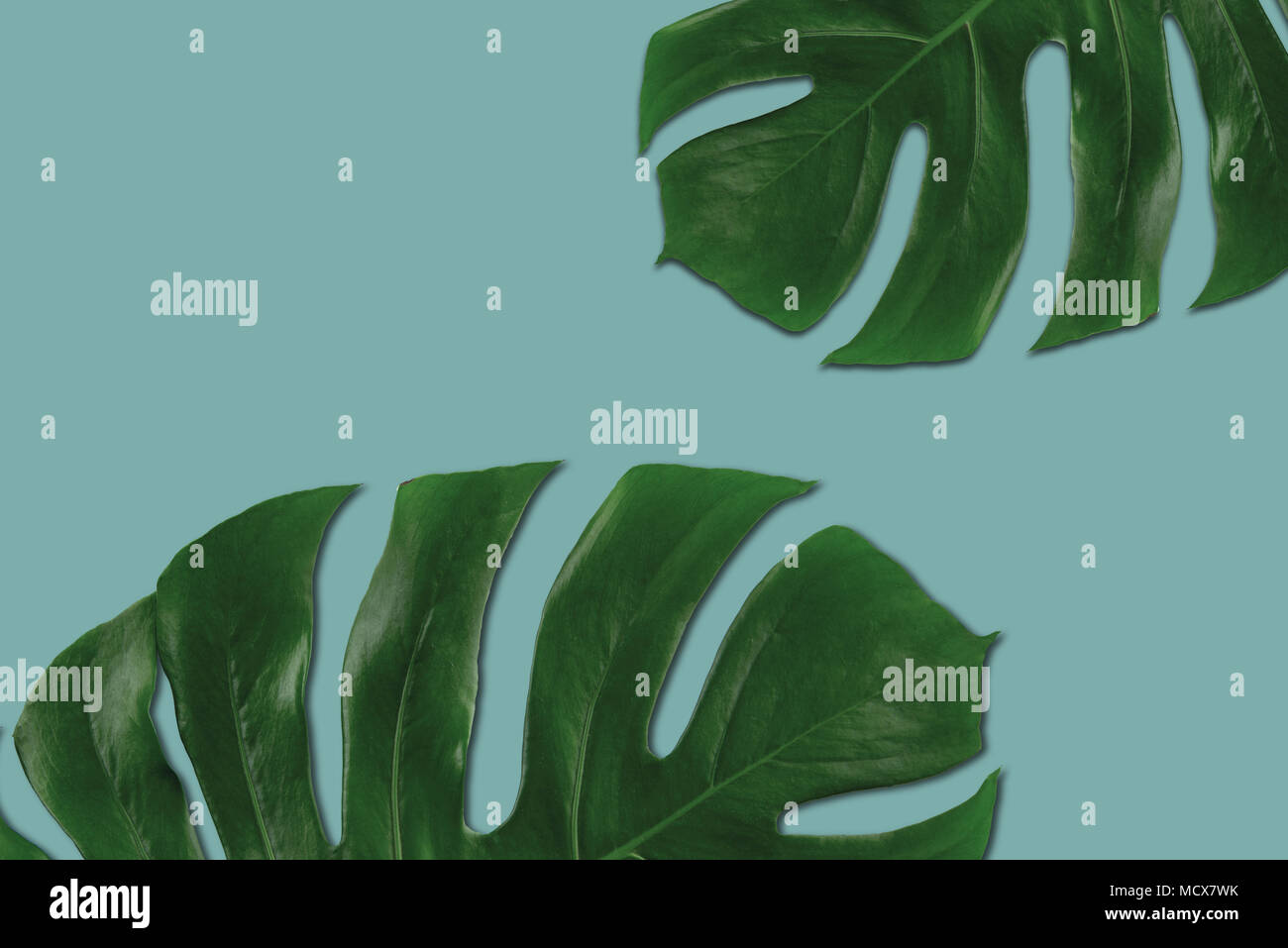 Tropical leaves on a solid color background Stock Photo - Alamy