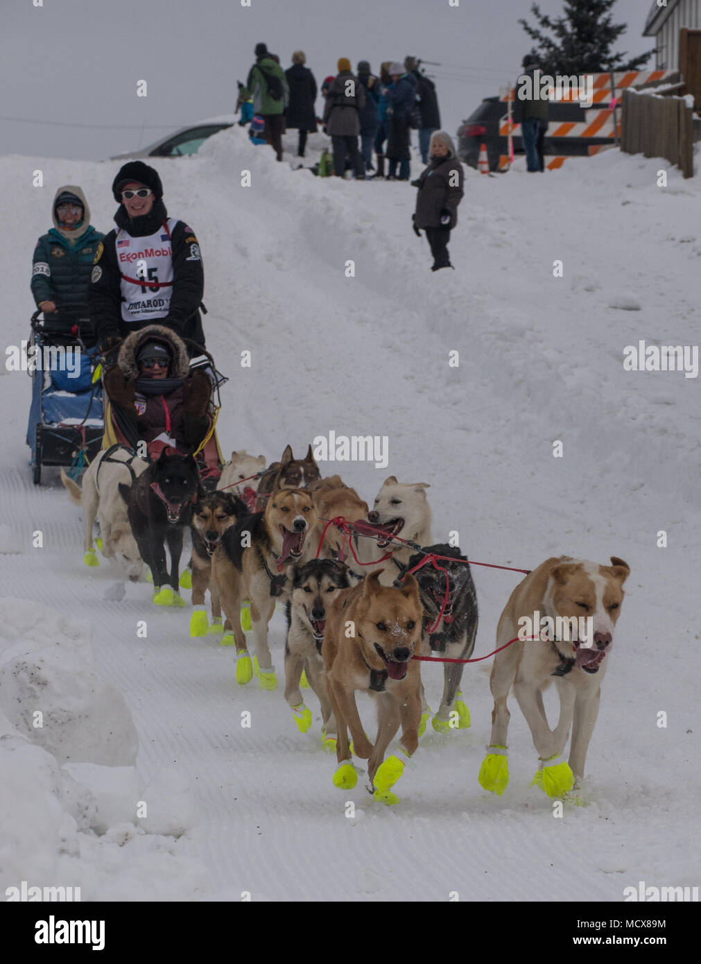 Alaska finish line sled dog iditarod musher hi-res stock photography ...