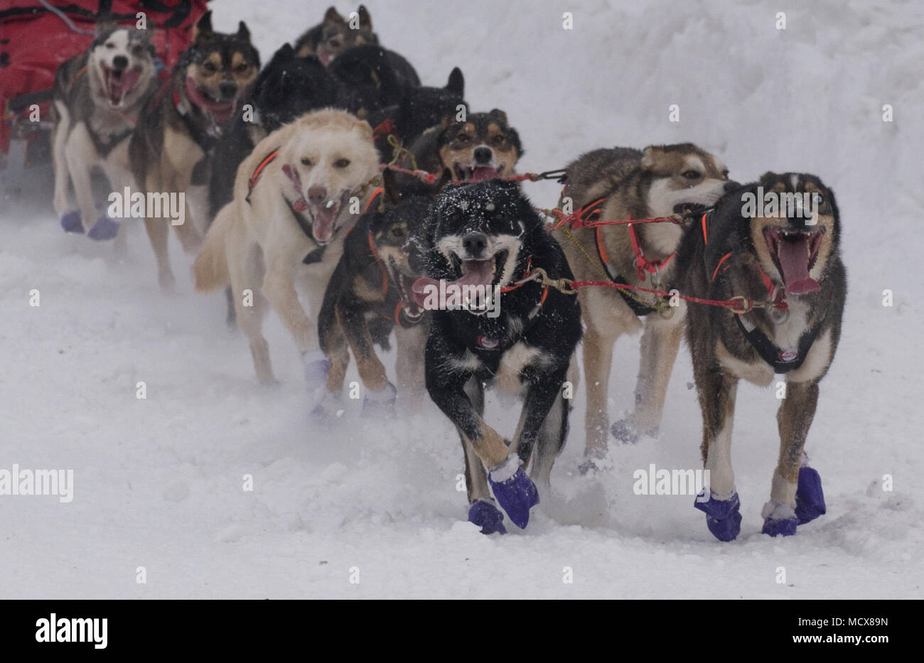 Sixty-seven mushers kicked off the 46th Annual Iditarod Trail Sled Dog ...