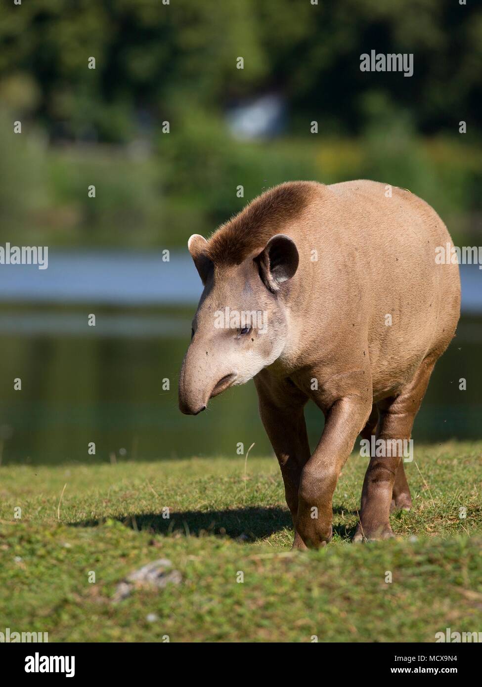 Male tapir hi-res stock photography and images - Alamy