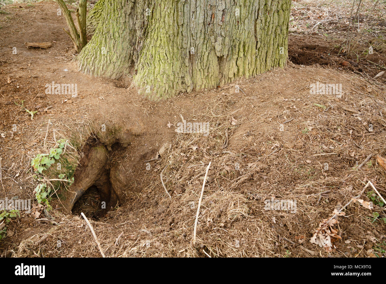 Entrance to a badger sett in the woods Stock Photo - Alamy