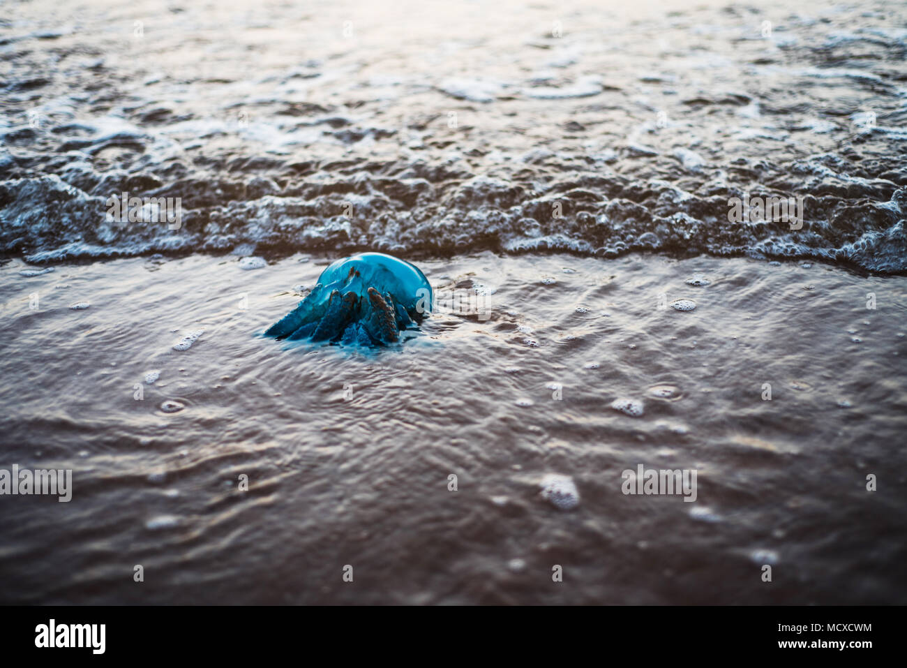 Objects washed up on the shore hi-res stock photography and images - Alamy