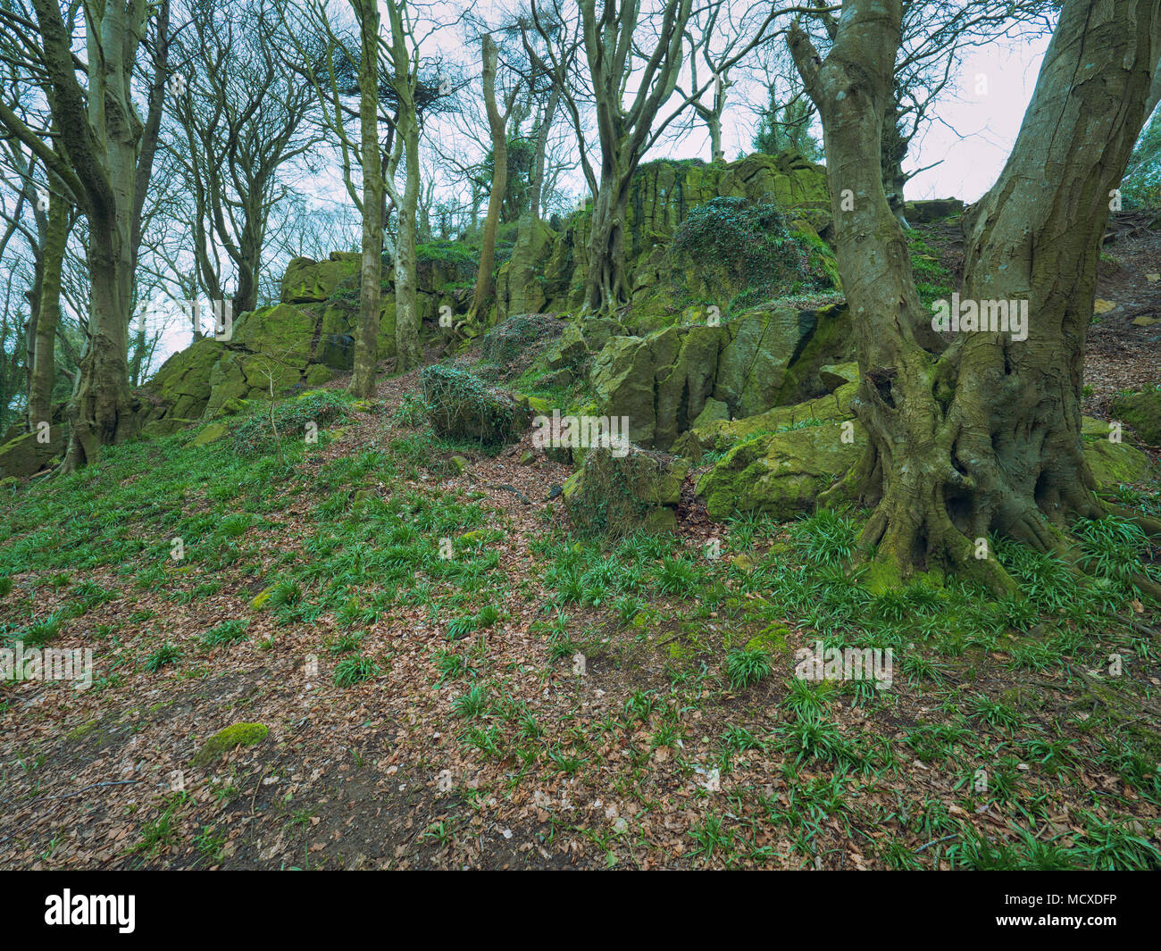 Ancient tree northern ireland High Resolution Stock Photography and ...