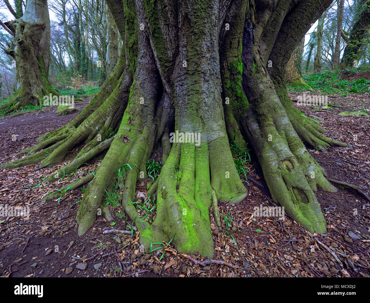 old tree in forest,Northern Ireland Stock Photo - Alamy