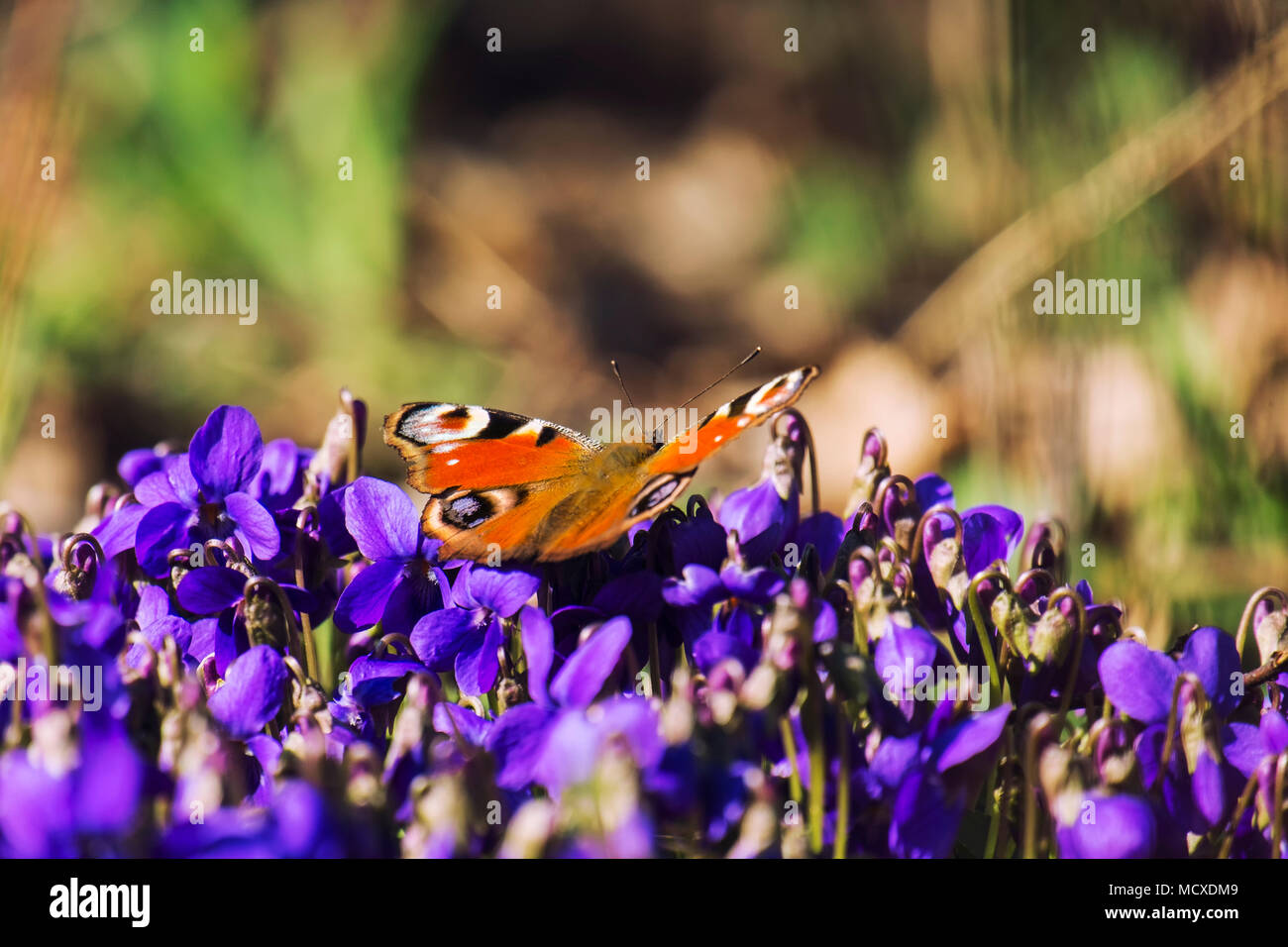 Butterfly european peacock collects hi-res stock photography and images ...