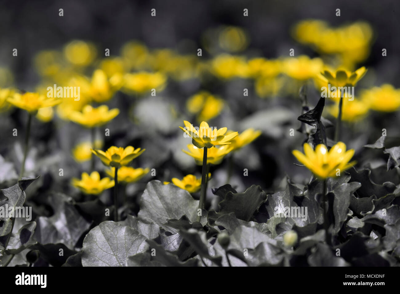 Yellow spring flowers of fig buttercup (Ficaria verna Stock Photo - Alamy