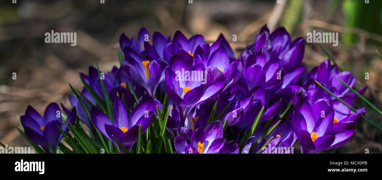 Blue spring flowers. Blue spring crocuses (Crocus vernus Stock Photo ...