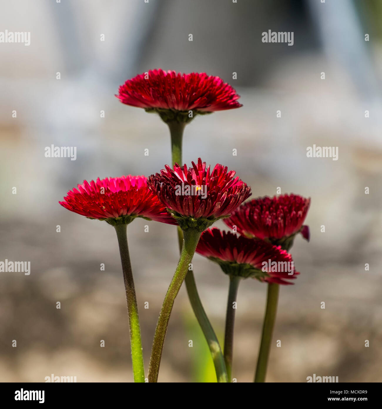 Garden burgundy English daisies (Bellis perennis Stock Photo - Alamy