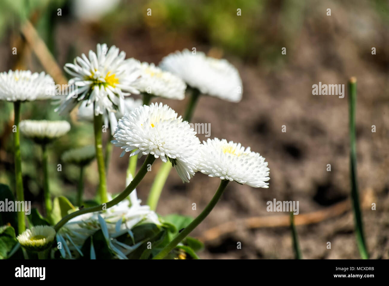 Bicolor bellis hi-res stock photography and images - Alamy