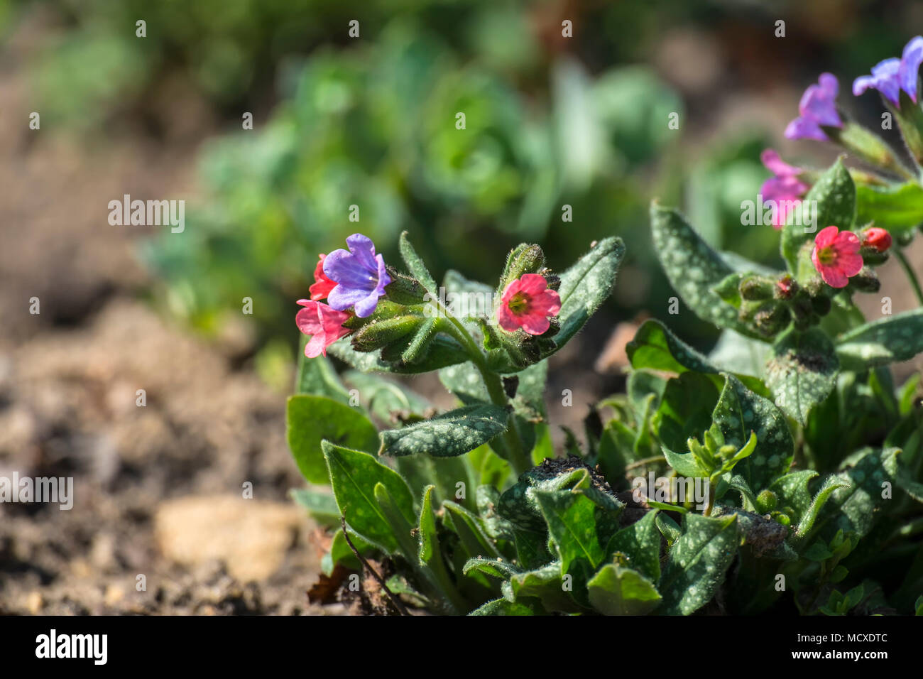 Pink and blue lungwort flowers (Pulmonaria Stock Photo - Alamy